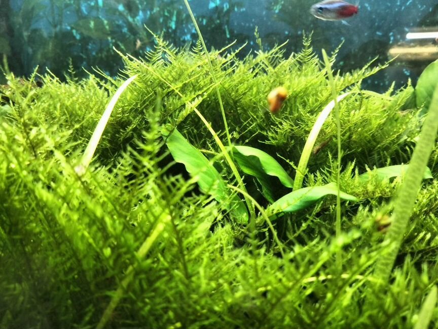 Мох аквариумный