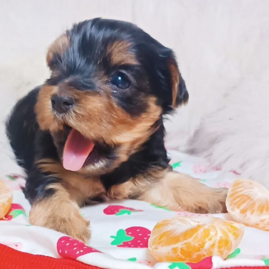 Щенок в добрые руки