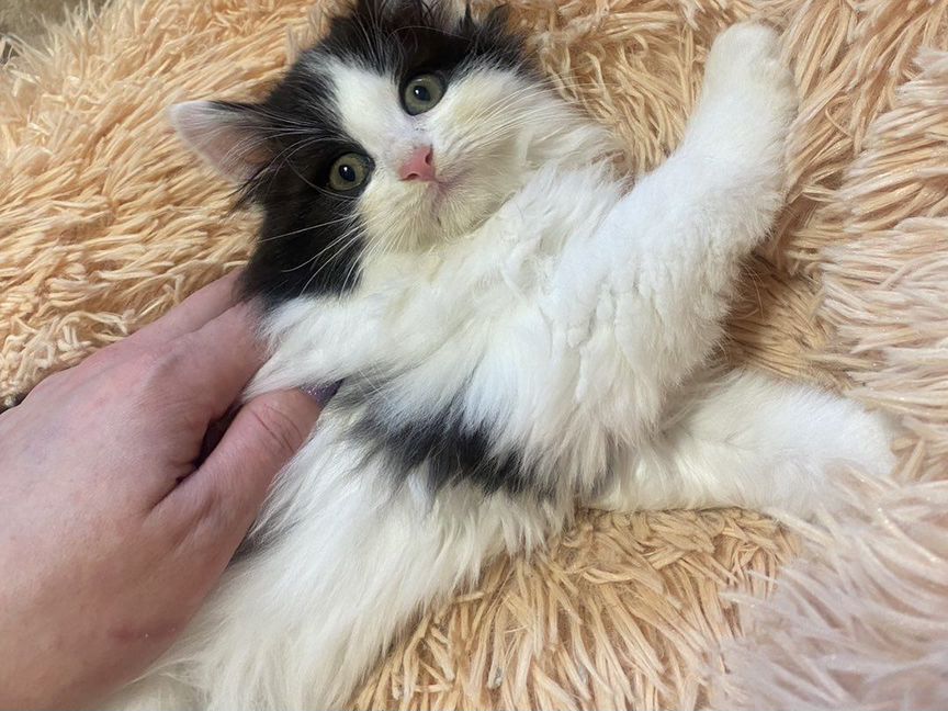 Котенок Пушистик 2,5 месяца в добрые руки