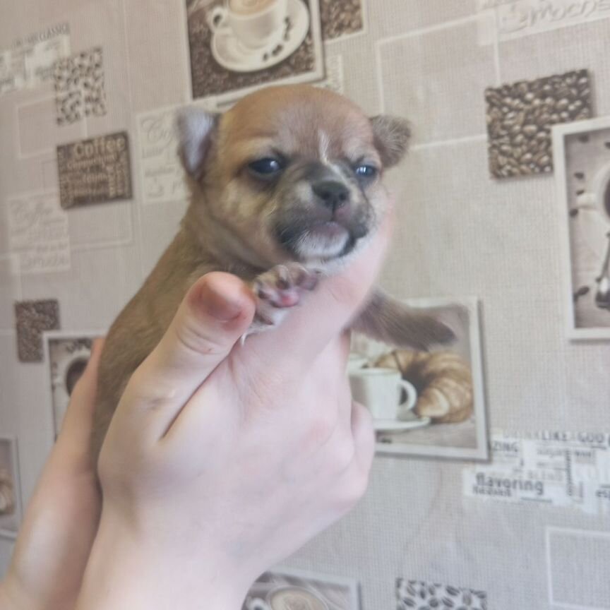 Чихуахуа девочка