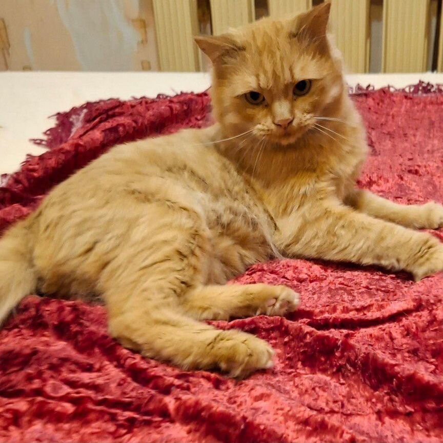 Кошка солнышко согреет вас