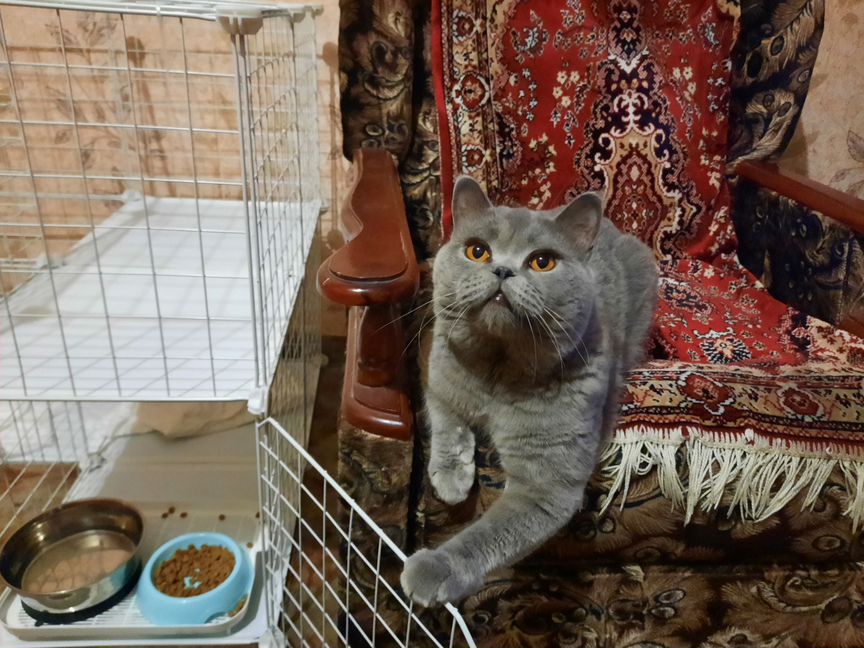 Шотландская кошка (прямоухий)