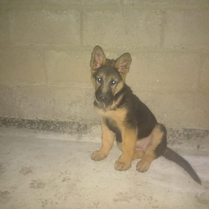 Продажа щенков немецкой овчарки