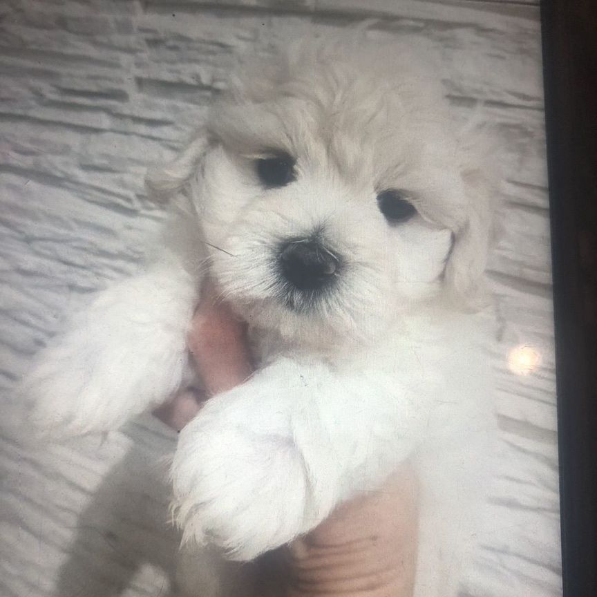 Мальтипу, щенок