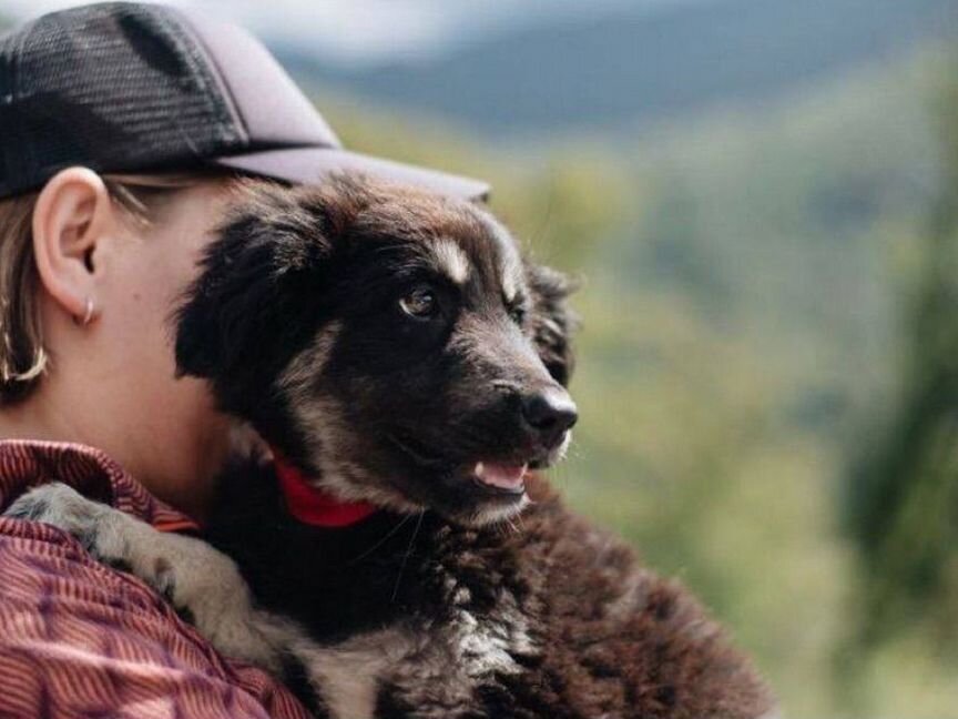 Плюшевый щенок в дар