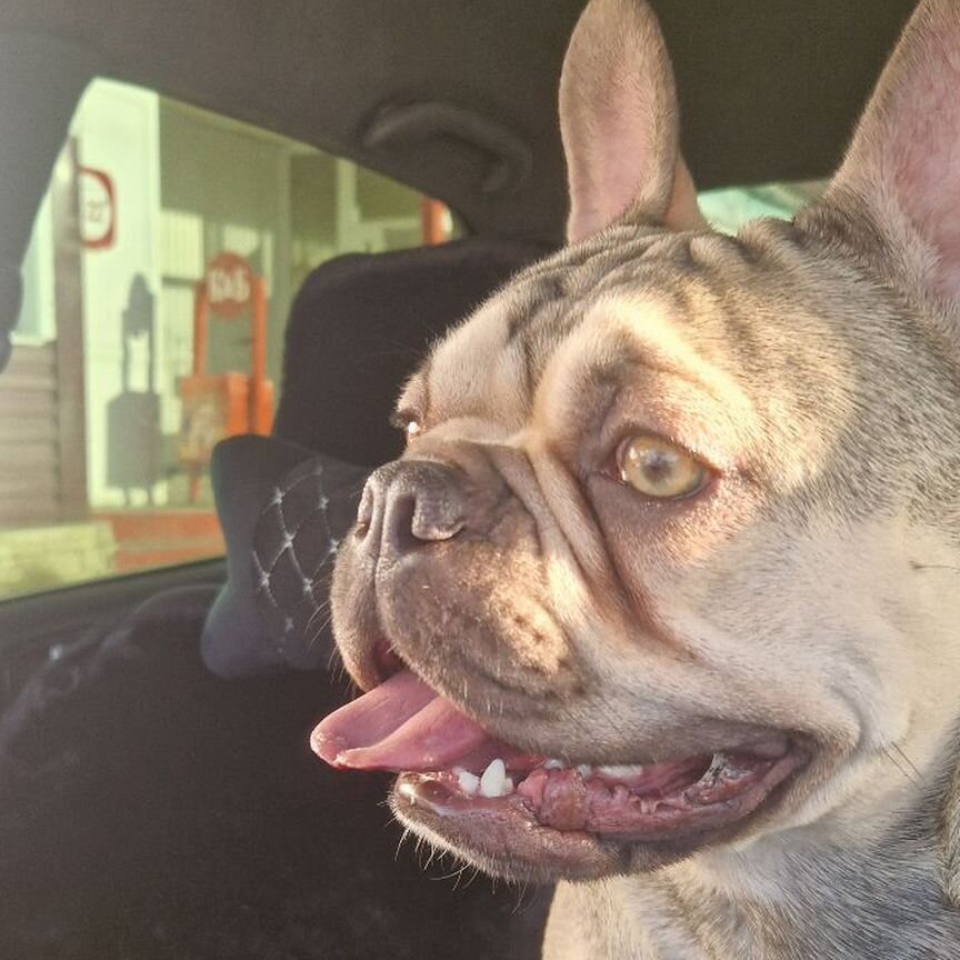 Французский бульдог, взрослая собака