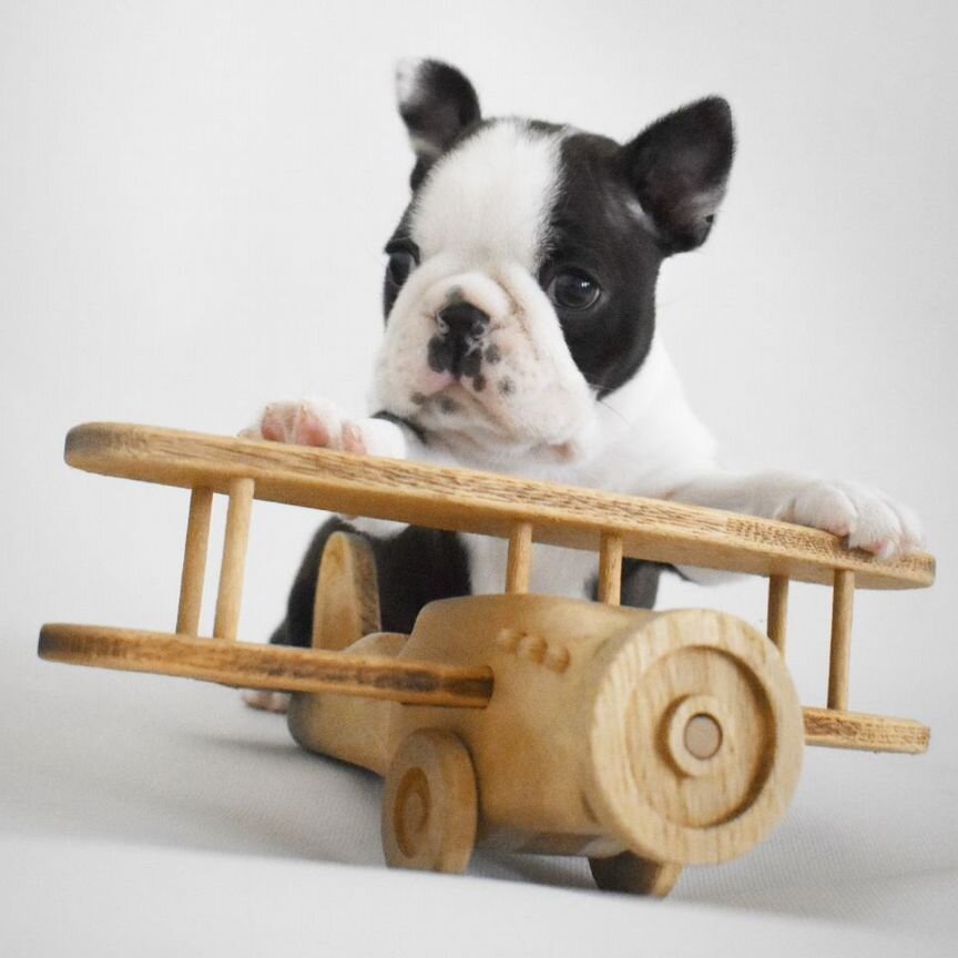 Бостон-терьер, щенок