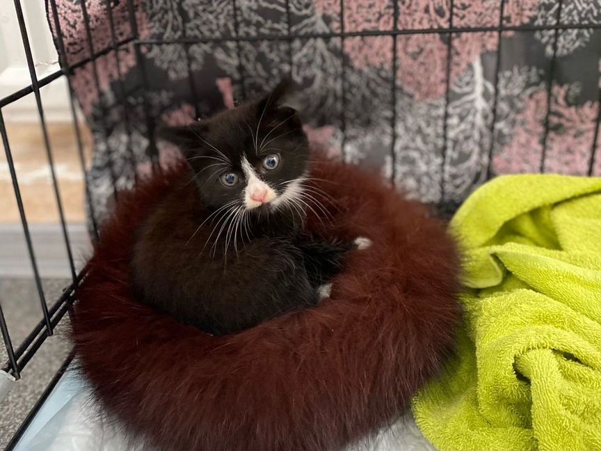 Котенок в добрые руки