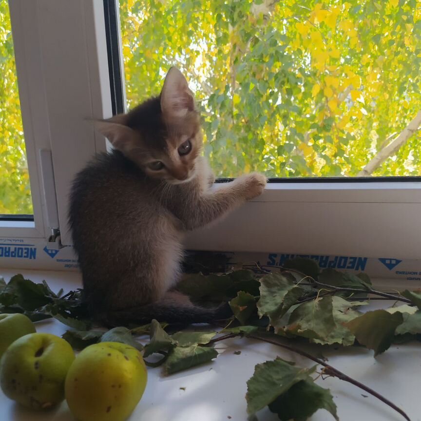 Котята абиссинские