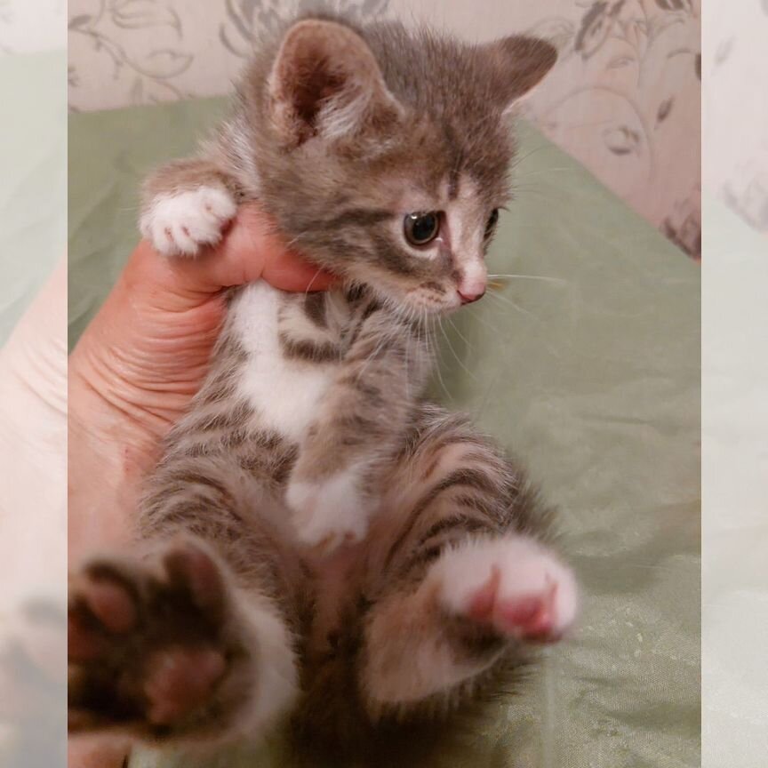 Котёнок в добрые руки