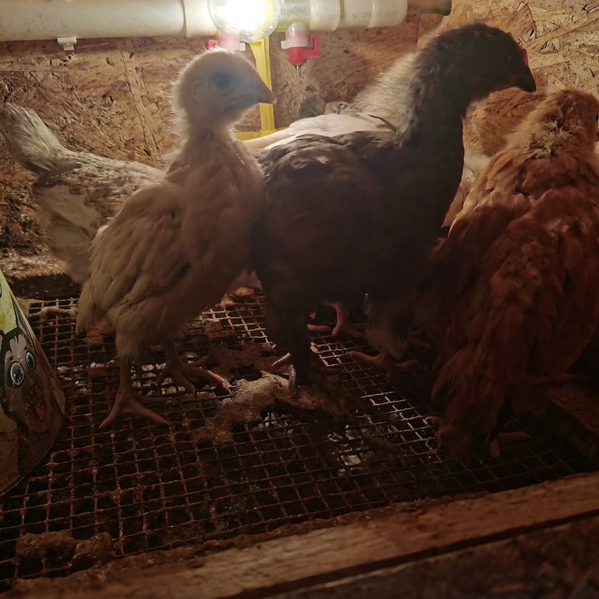 Цеплята трех недельные