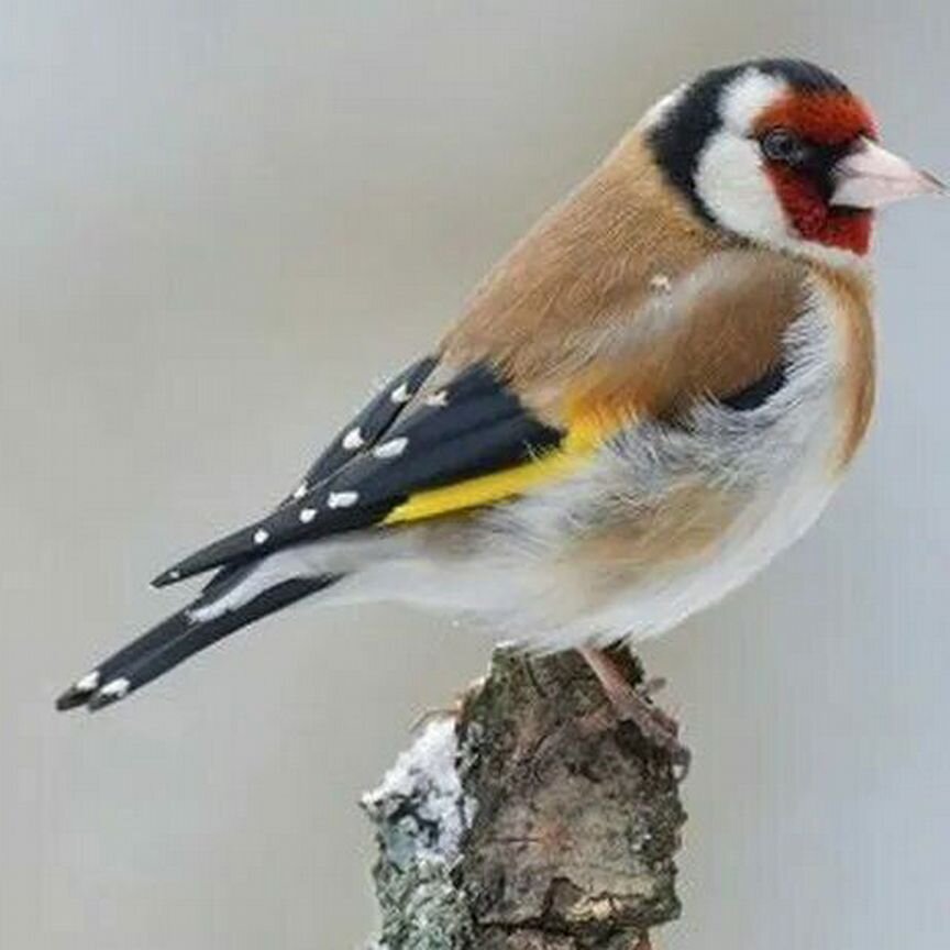 Птица щегол