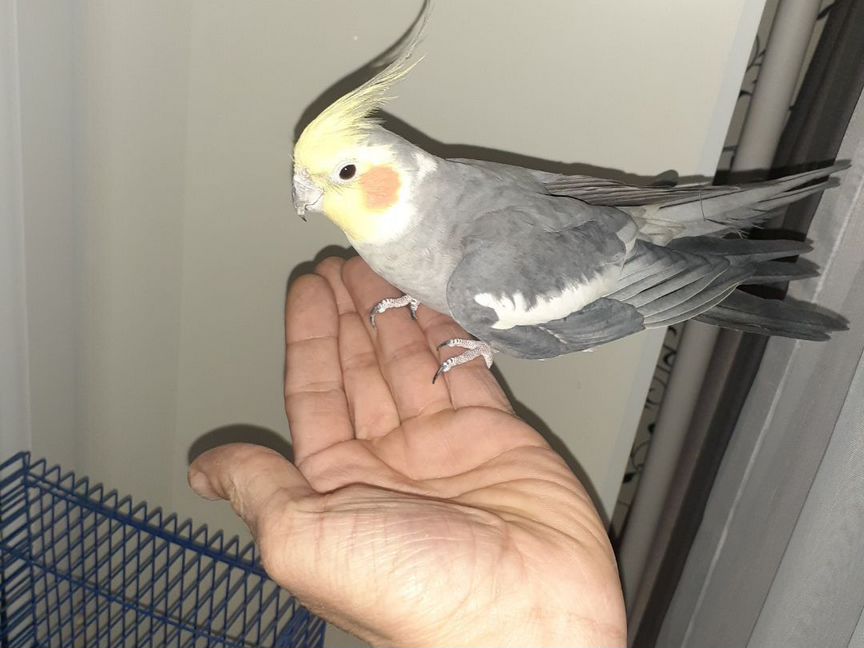 Попугай корелла с клеткой