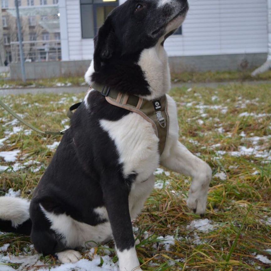 Собака в добрые руки