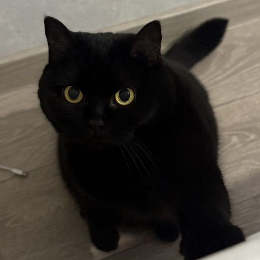 Британская короткошёрстная, взрослая кошка