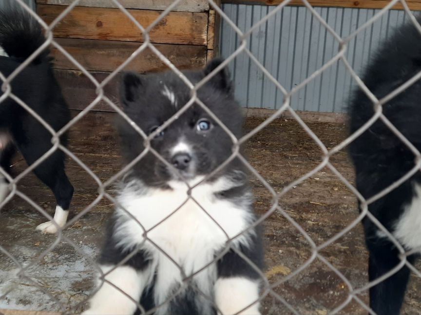 Продам щенков лайки