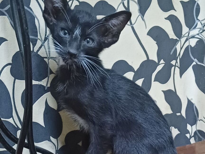 Ориентальные котята