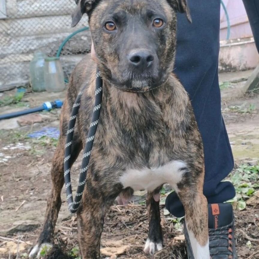 Ищу человека для собаки