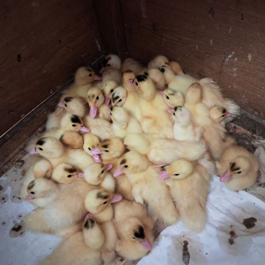 Индоутята недельные