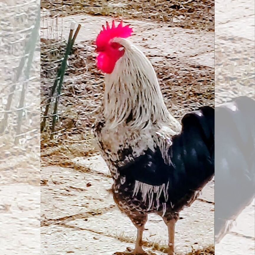 Молодые петухи