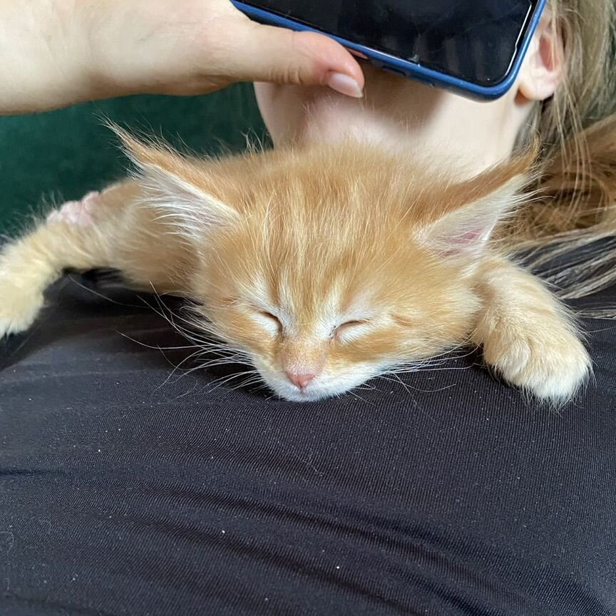 Мейн-кун котёнок