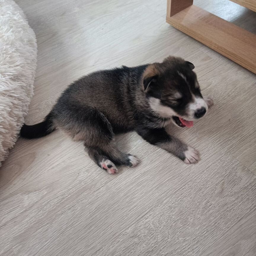 Щенок в добрые руки