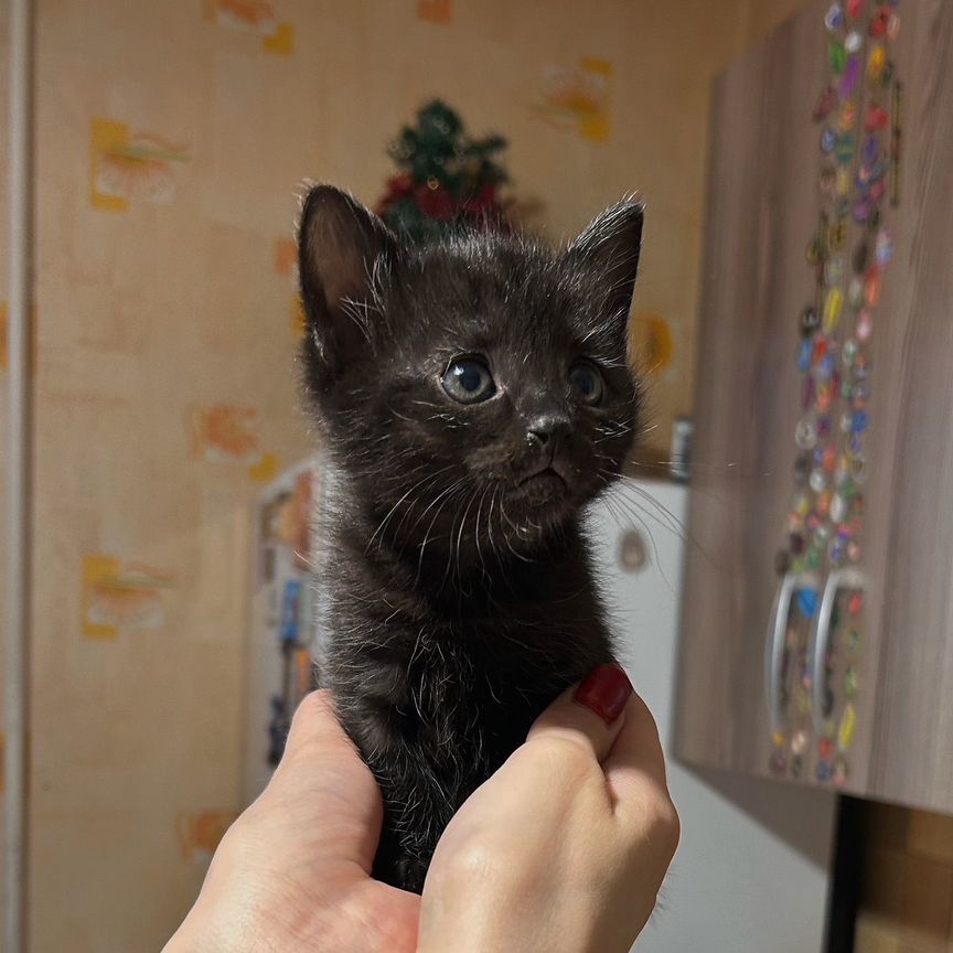 Бомбейские котята