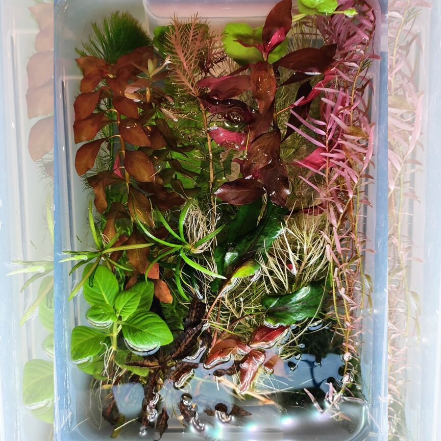 Набор аквариумных растений