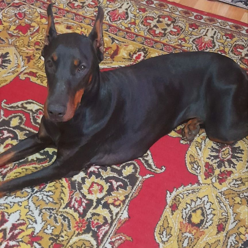 Доберман
