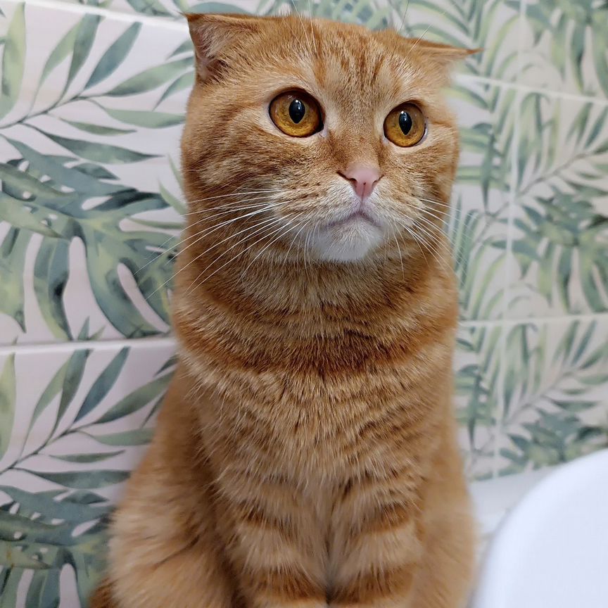 Шотландская вислоухая короткошёрстная, взрослая кошка