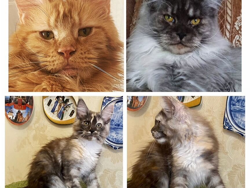 Мейн-кун черепаховый дым