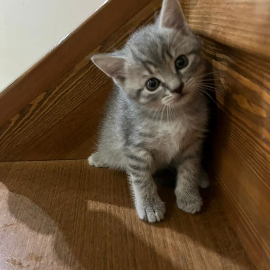 Котятята от шотландской кошки