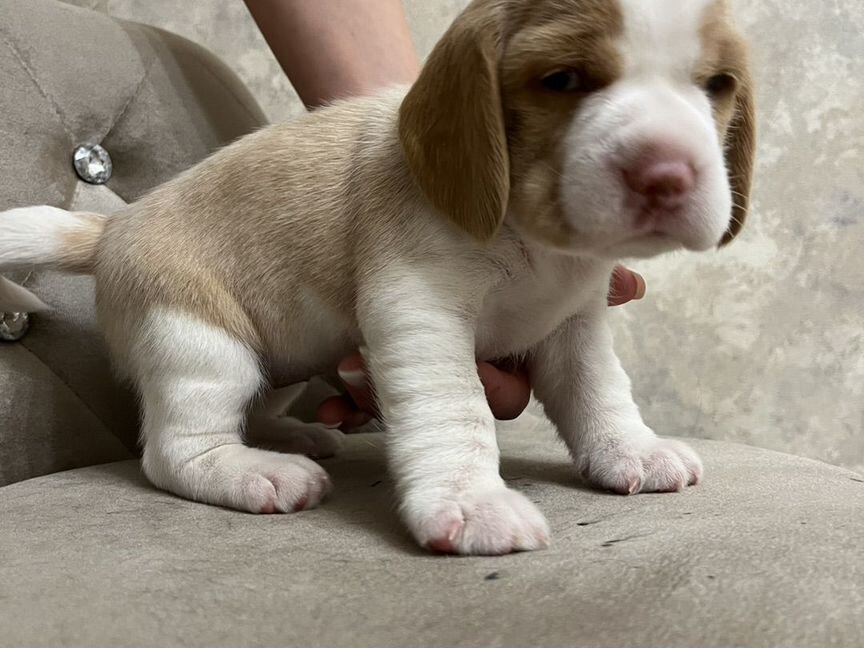 Собаки щенки бигль