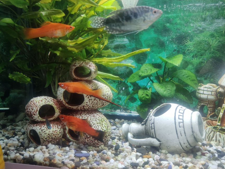 Аквариумные рыбки