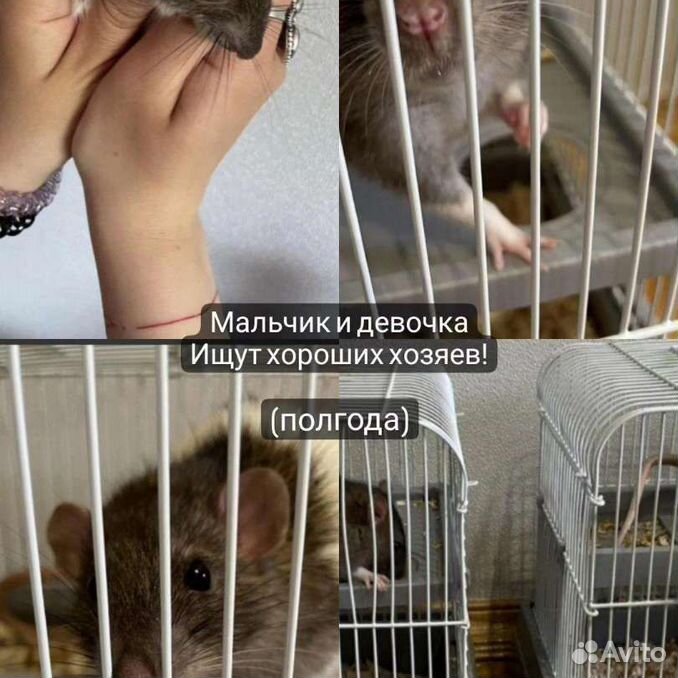 Крыски дамбо