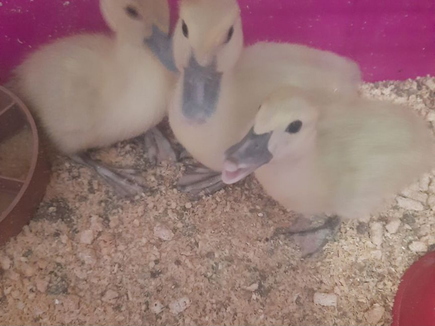 Утята индоутки