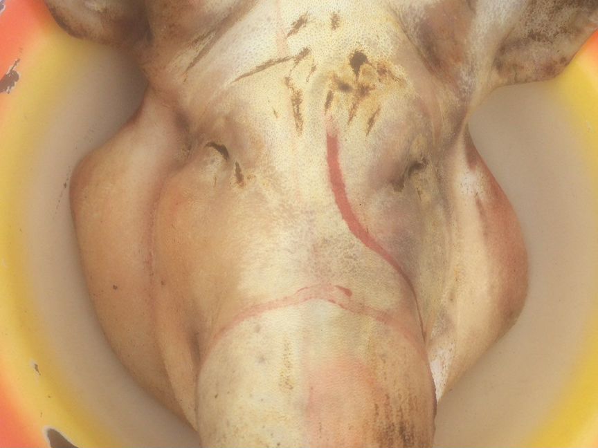 Голова свиная