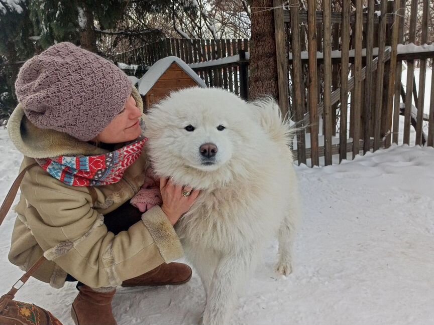 Потерялся песик Самоед