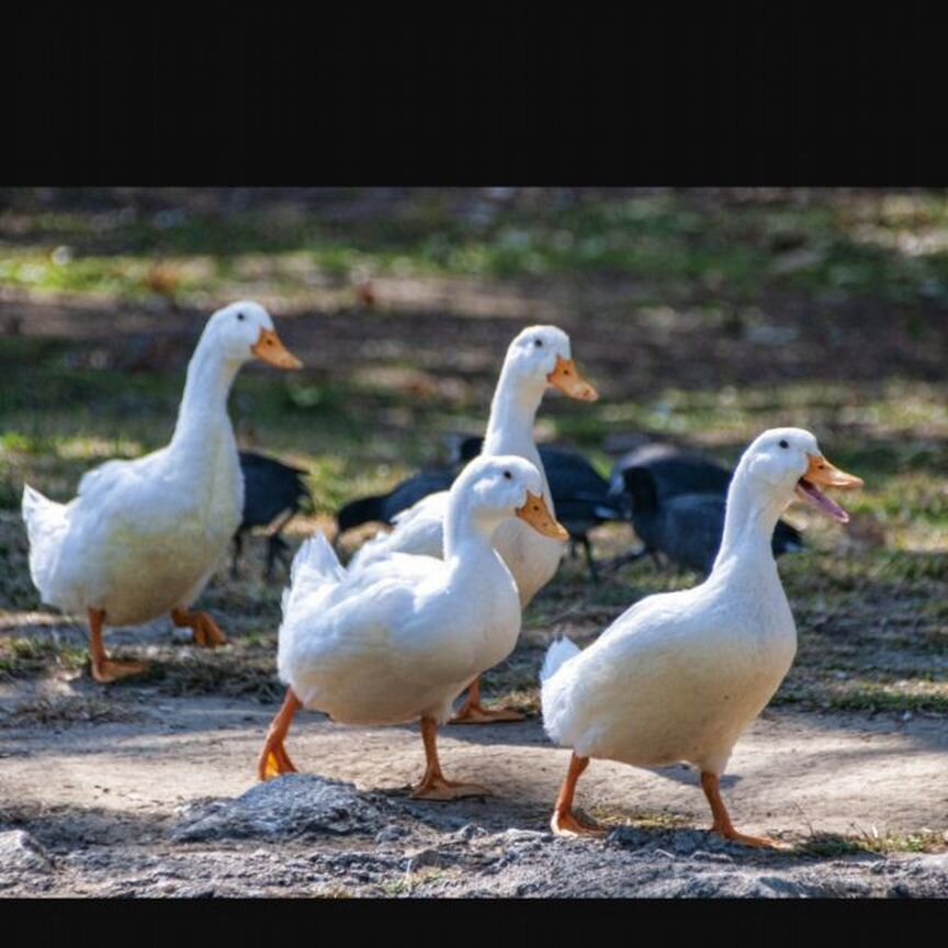 Продам уток живым весом