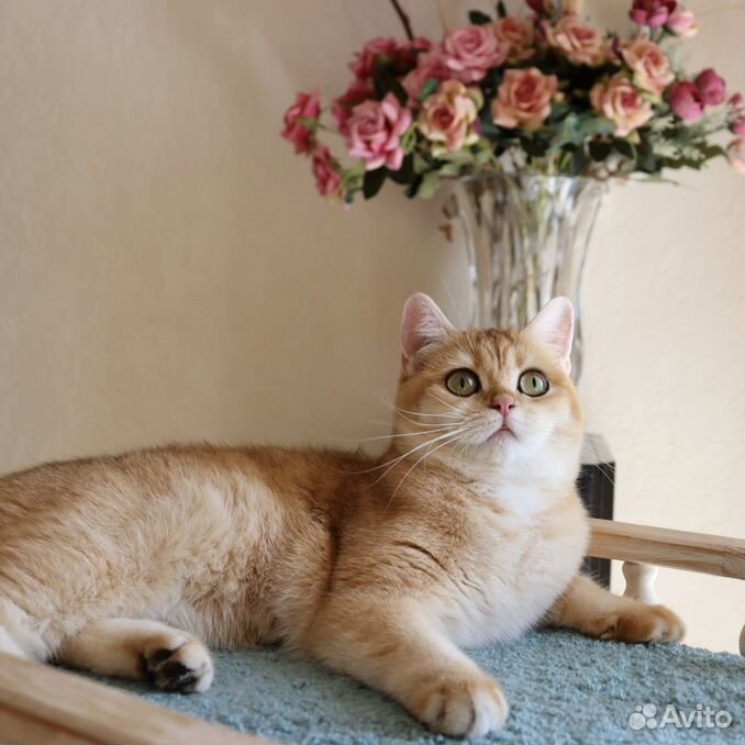 Британские золотые кошки, котята