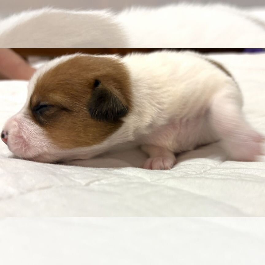 Джек-рассел-терьер, щенок