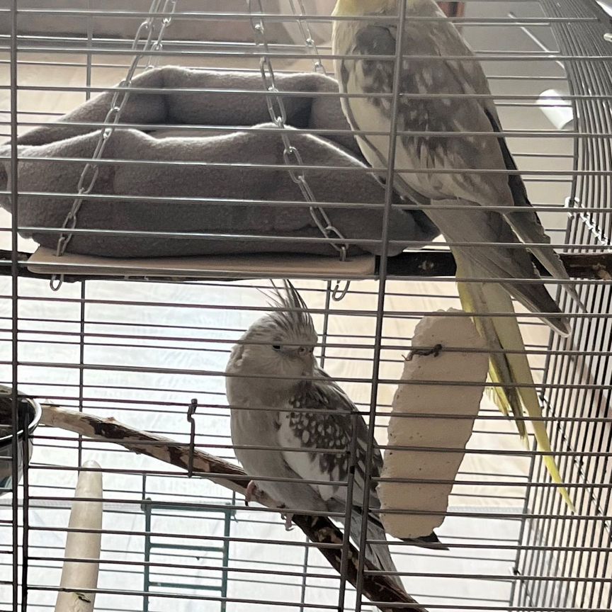 Попугаи коррела