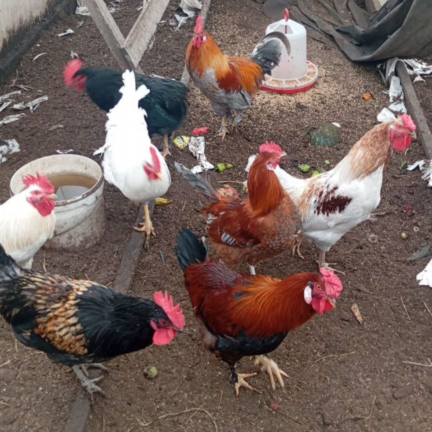 Петухи домашние