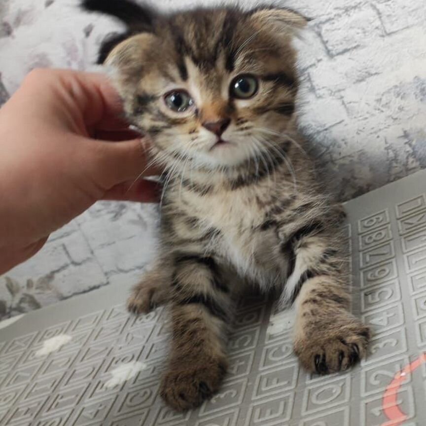 Кошки