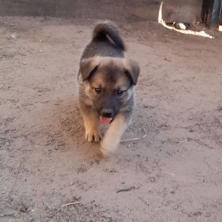 Отдам щеночков