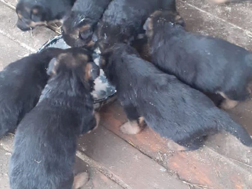 Друзья Преданные