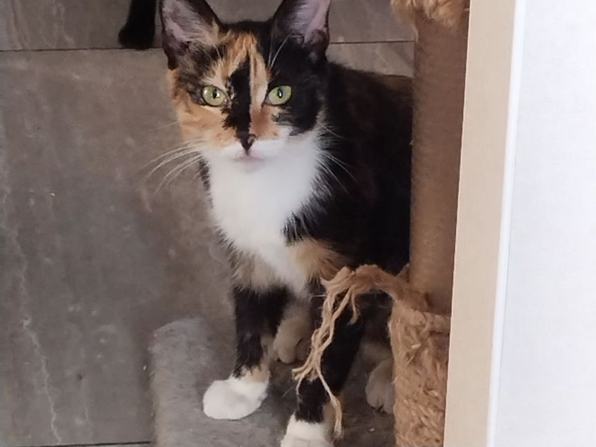Кошка Венеция