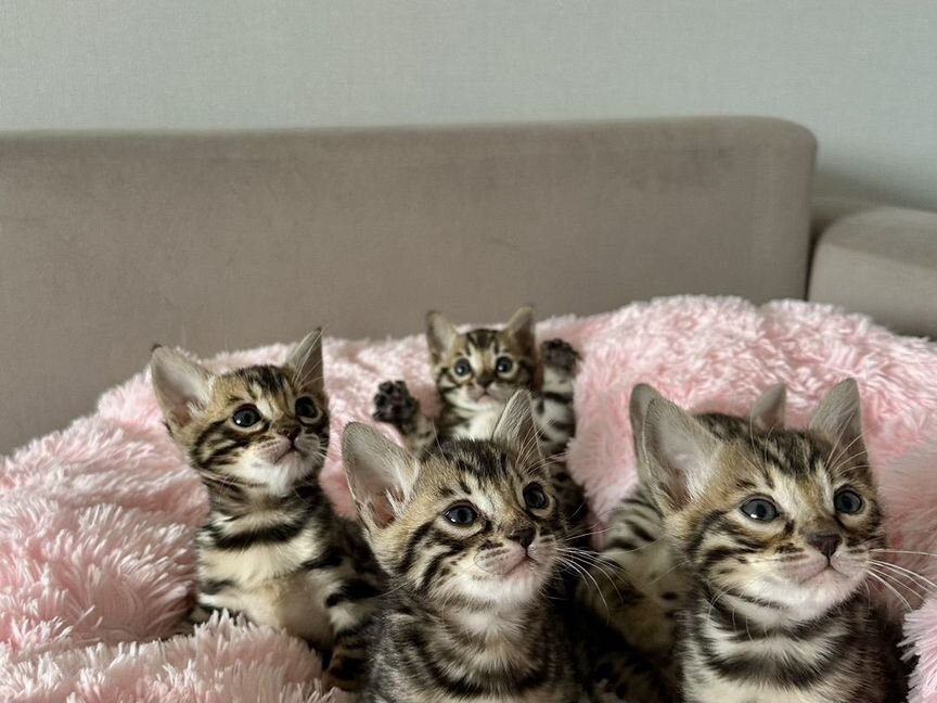 Бенгальские котята