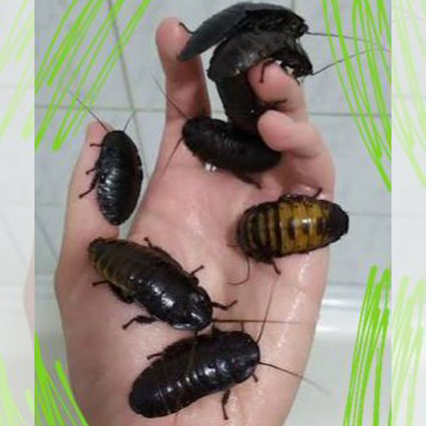 Тараканы мадагаскарские