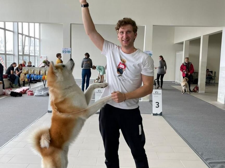 Чемпион Акита Ину предлагается для вязки